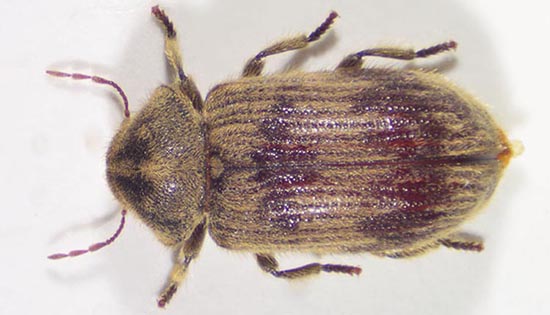 ケブカシバンムシ